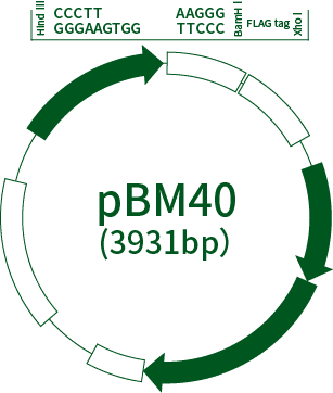 BM2000 DNA Marker